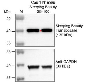 Cap 1 N1meψ Sleeping Beauty SB-100 mRNA | PackGene Biotech